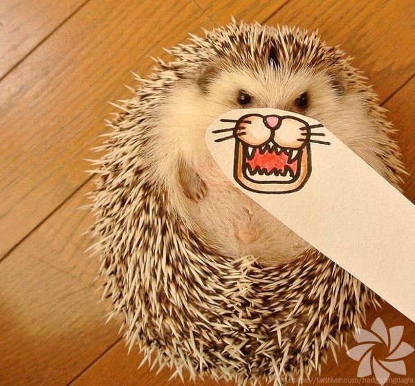 Sevimli kirpi görselleri | Yaşam