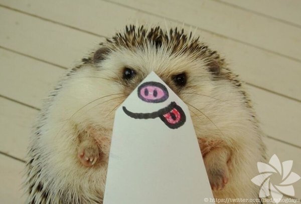 Sevimli kirpi görselleri | Yaşam