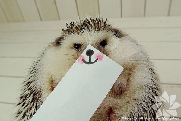 Sevimli kirpi görselleri | Yaşam