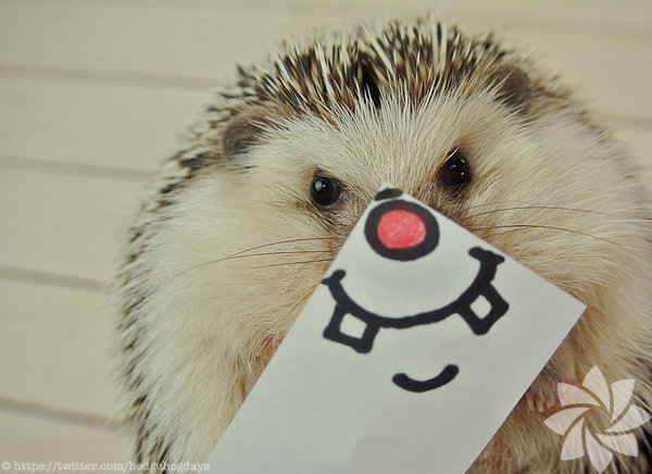 Sevimli kirpi görselleri | Yaşam