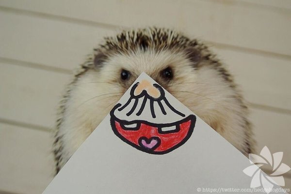 Sevimli kirpi görselleri | Yaşam