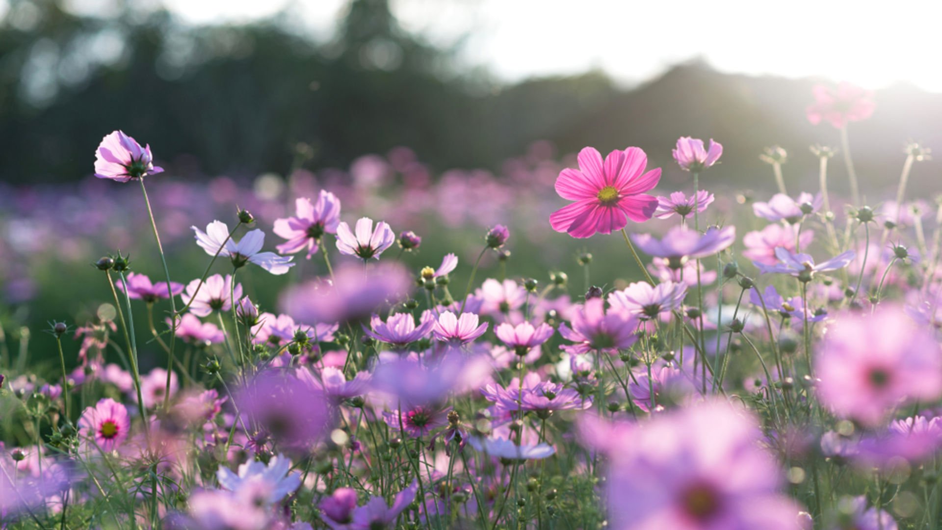Şehre bahar geliyor | Hayatın Sesi