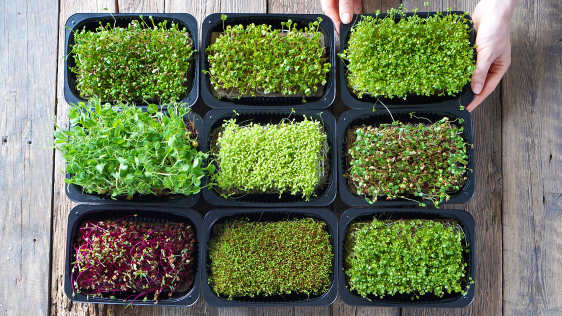 Mikro bitkileri hakkında bilmeniz gerekenler... | Sağlık