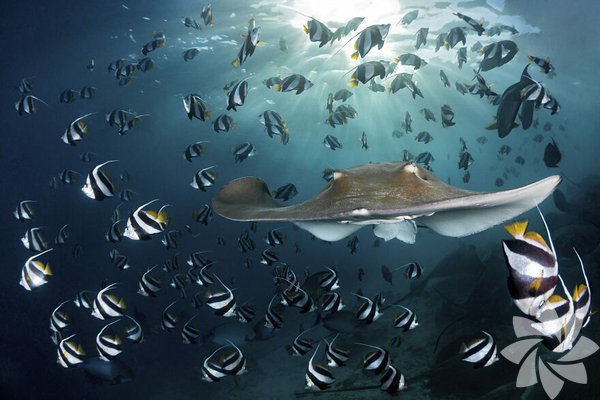 2022 yılının en iyi okyanus fotoğrafları | Yaşam