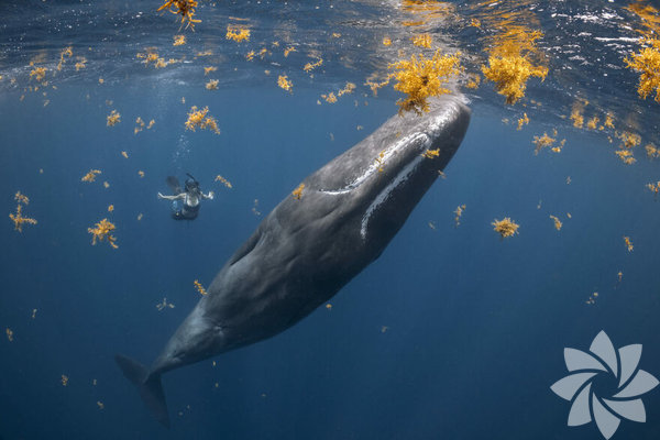 2022 yılının en iyi okyanus fotoğrafları | Yaşam