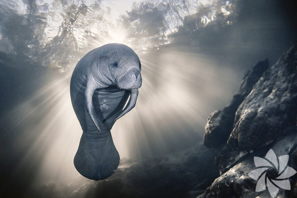 2023 yılının en iyi okyanus fotoğrafları | Yaşam