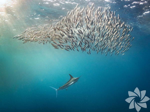 2023 yılının en iyi okyanus fotoğrafları | Yaşam