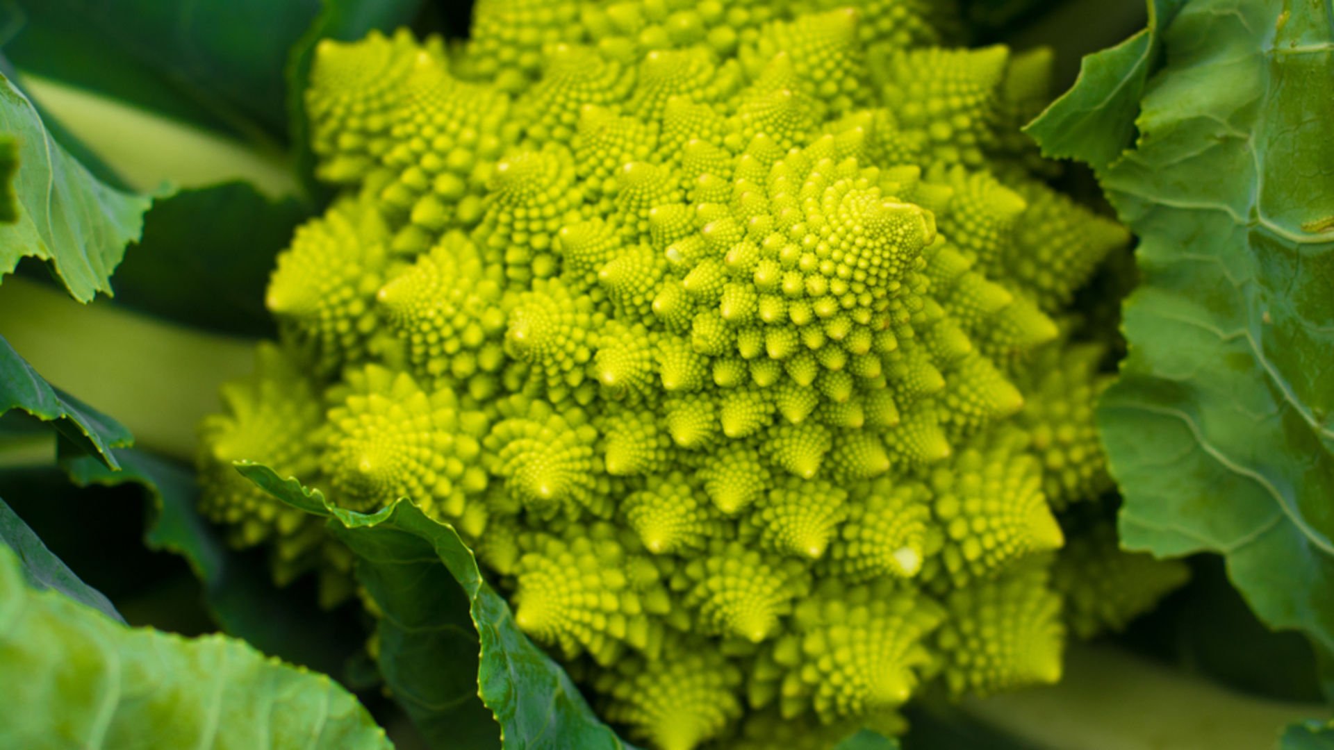 Piramit karnabaharın faydaları | Sağlık