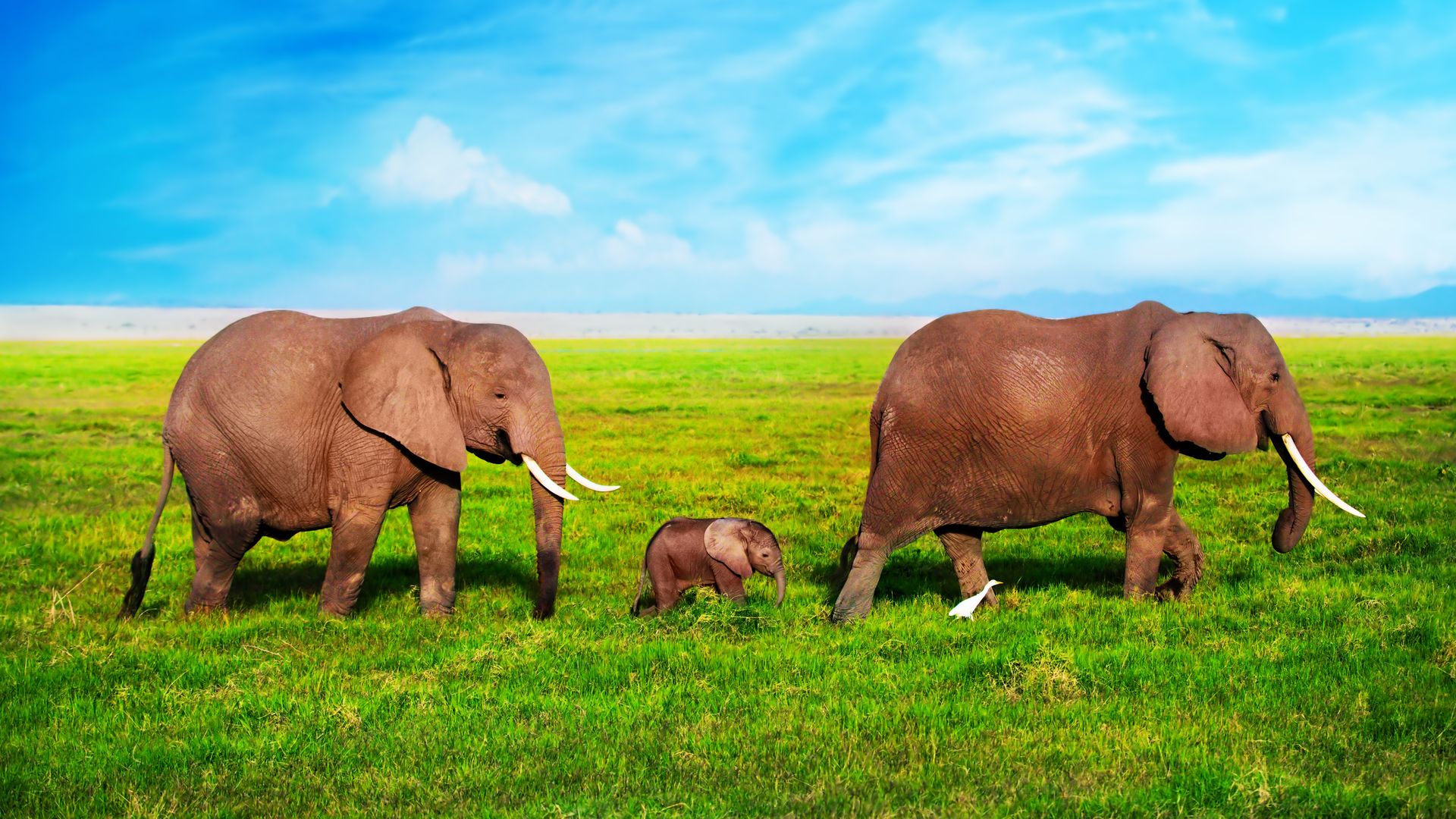 Fil ebeveynlik nedir? | Anne - Baba